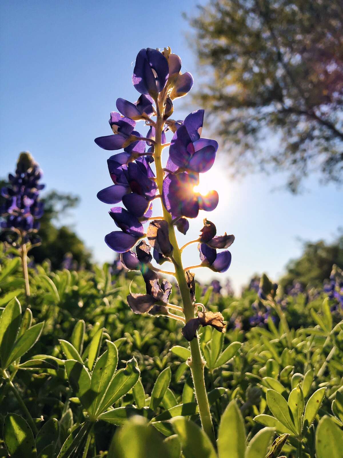 Incredibly beautiful, rare albino bluebonnets photographed in Texas ...