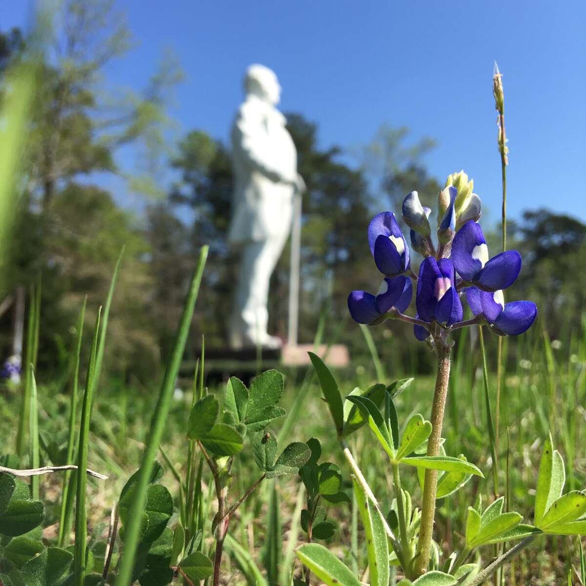 Incredibly beautiful, rare albino bluebonnets photographed in Texas ...