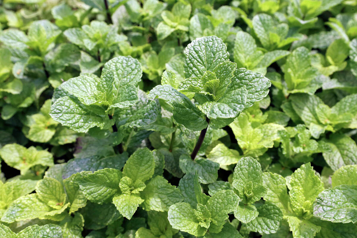 Sow, Grow, Savor: Lorie Solis of Renewable Republic