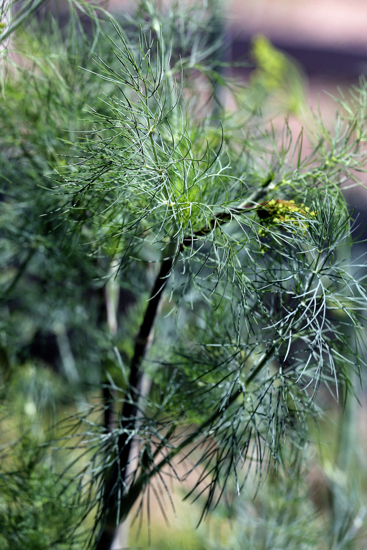 Sow, Grow, Savor: Lorie Solis of Renewable Republic