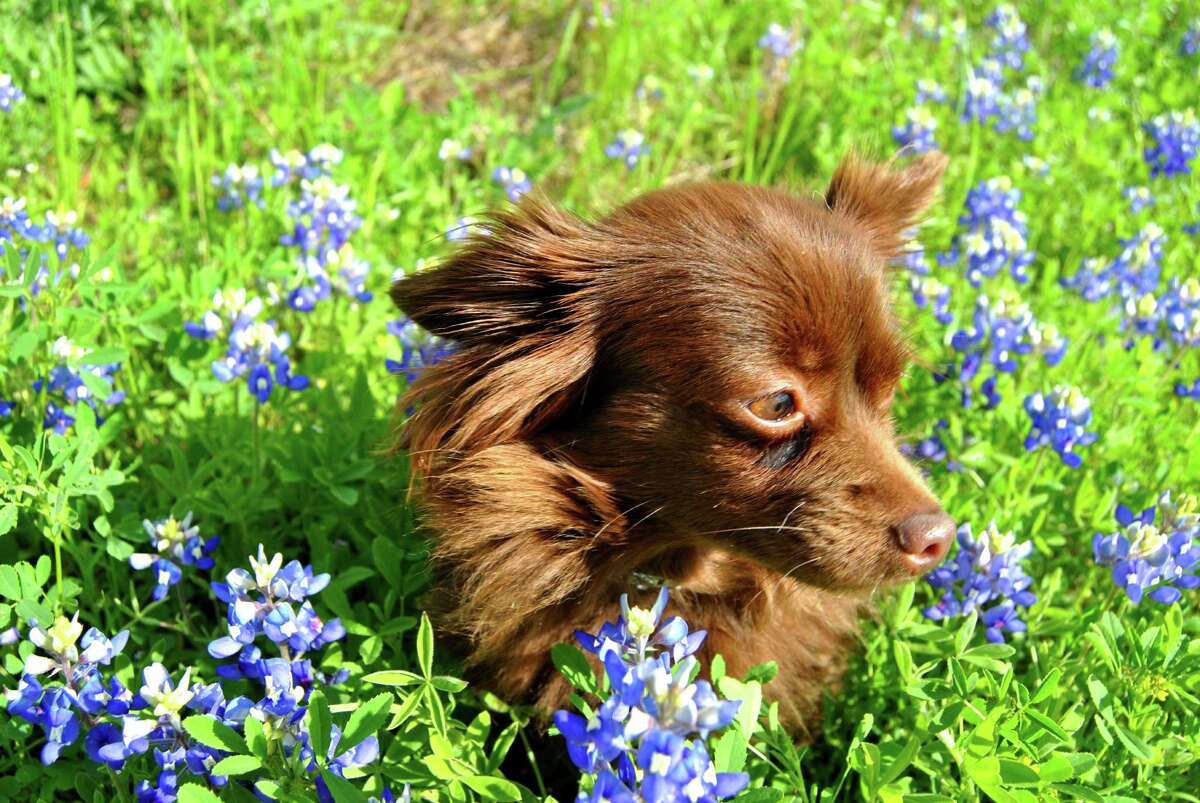 Incredibly beautiful, rare albino bluebonnets photographed in Texas ...