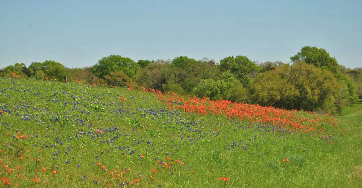 Incredibly beautiful, rare albino bluebonnets photographed in Texas ...