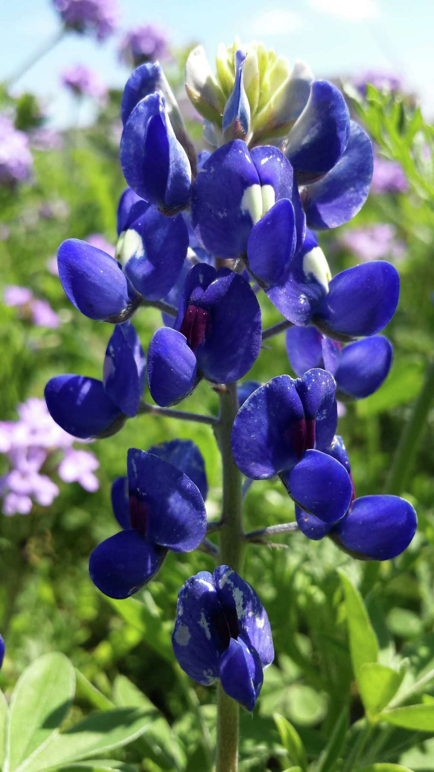 For the love of bluebonnets