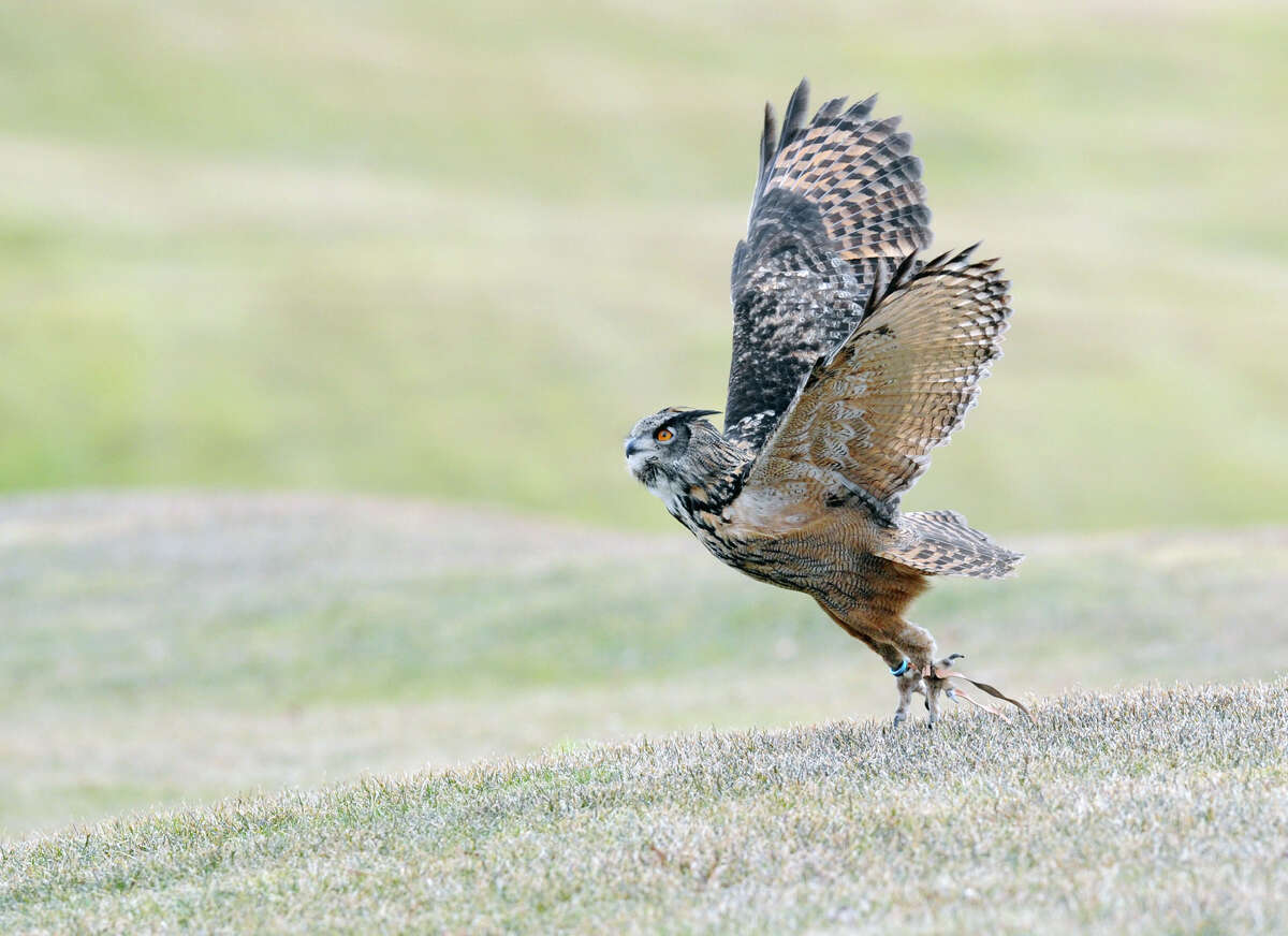 A birds of prey demonstration highlight of Audubon kickoff