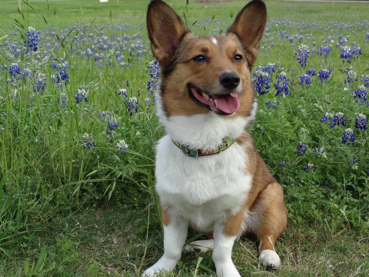 Incredibly beautiful, rare albino bluebonnets photographed in Texas ...