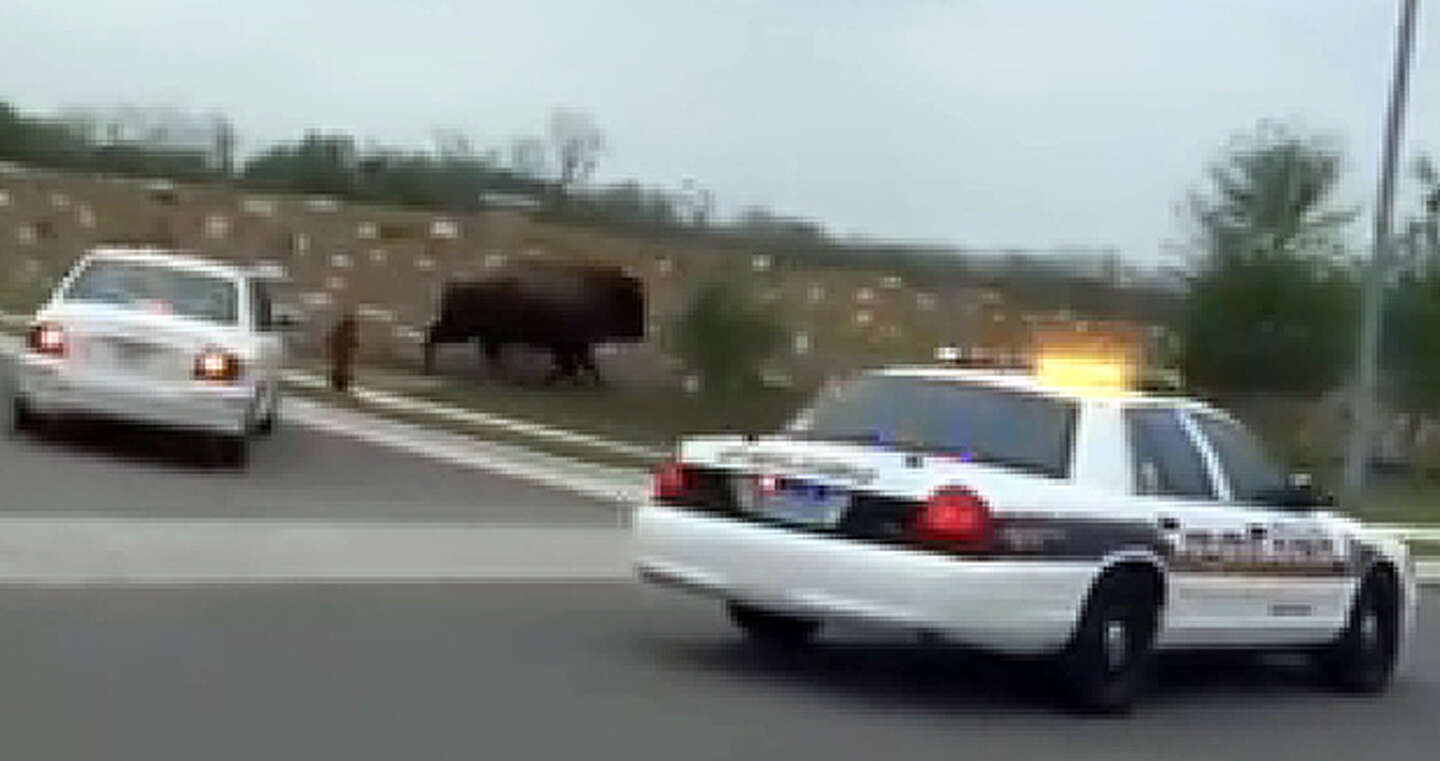 Police wrangle 'frisky' buffalo that escaped pen near Austin