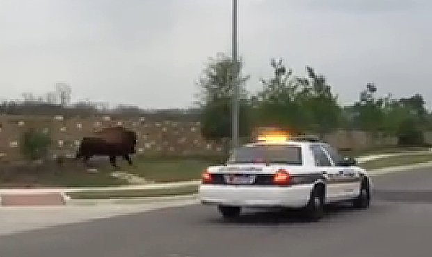 Police wrangle 'frisky' buffalo that escaped pen near Austin