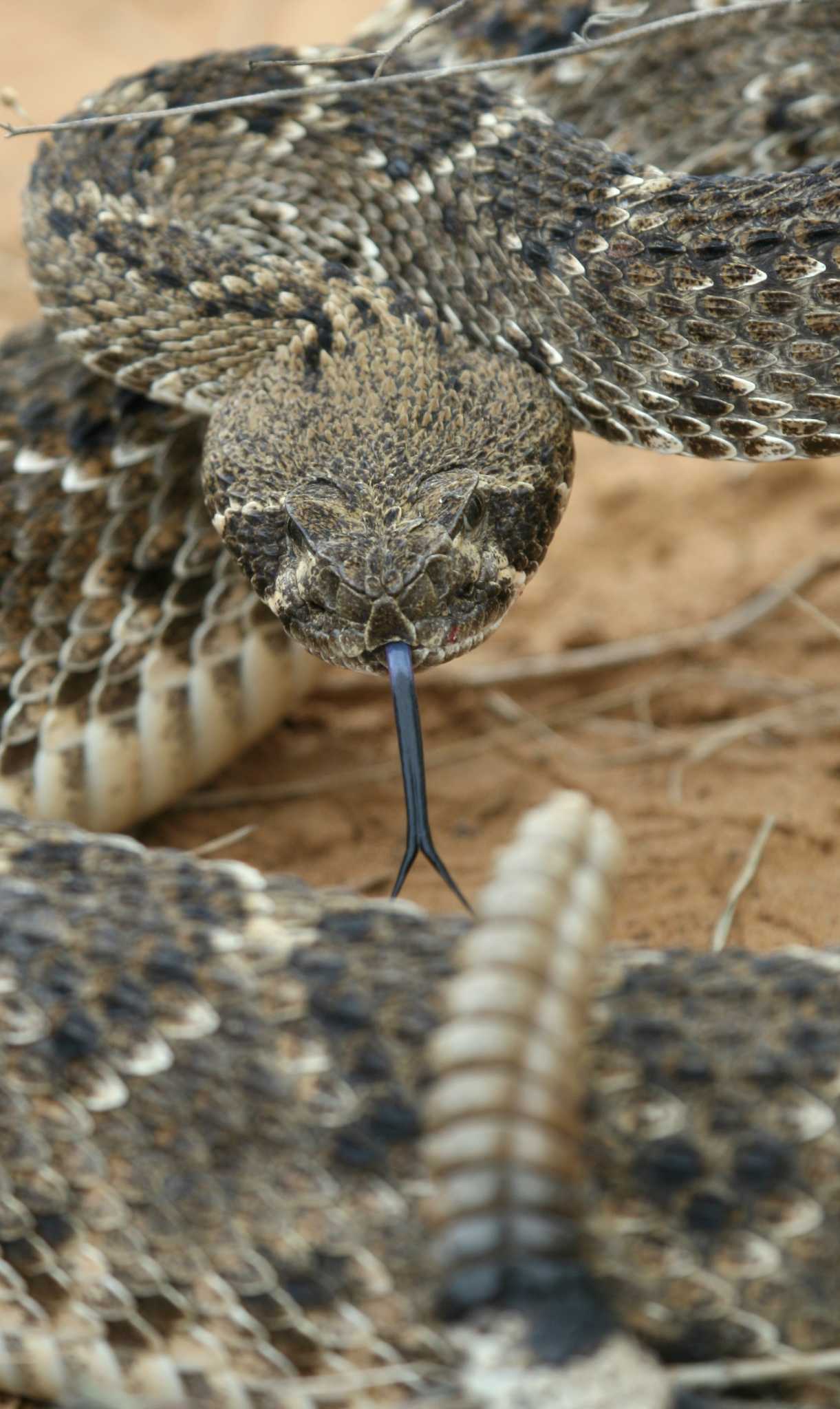 Rattlers are natural part of Texas spring