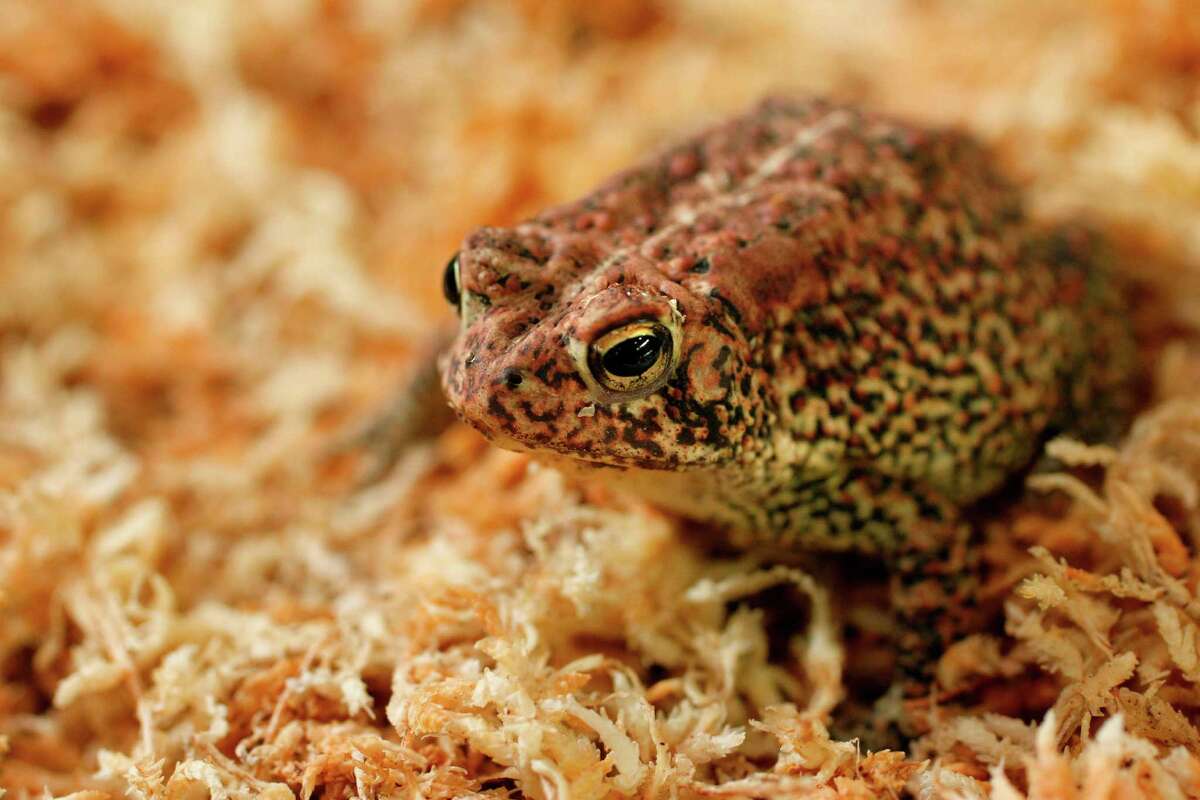 Houston Zoo debuts pigeon hatchling (with an awesome haircut)