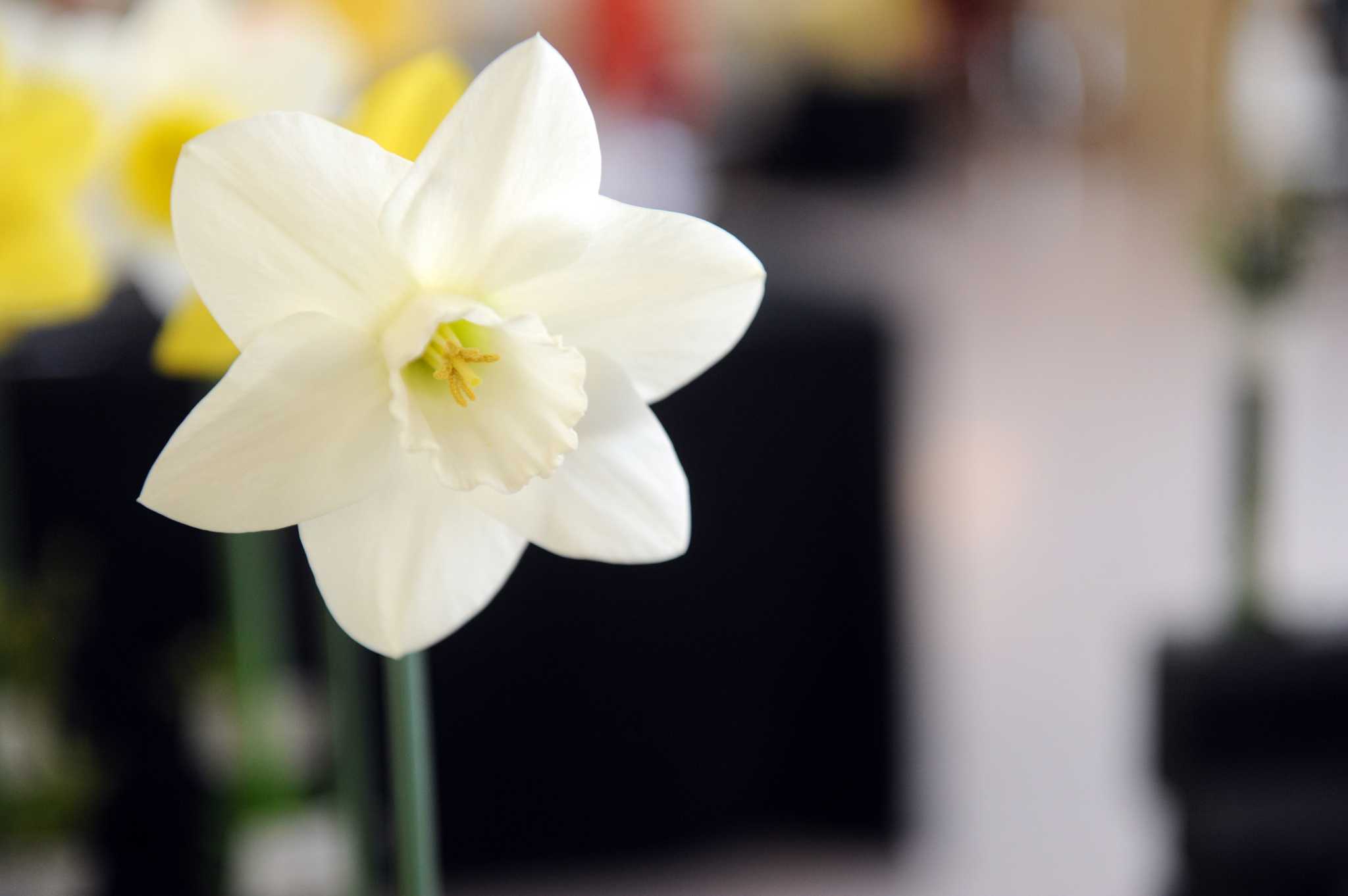 Annual daffodil show set in Greenwich