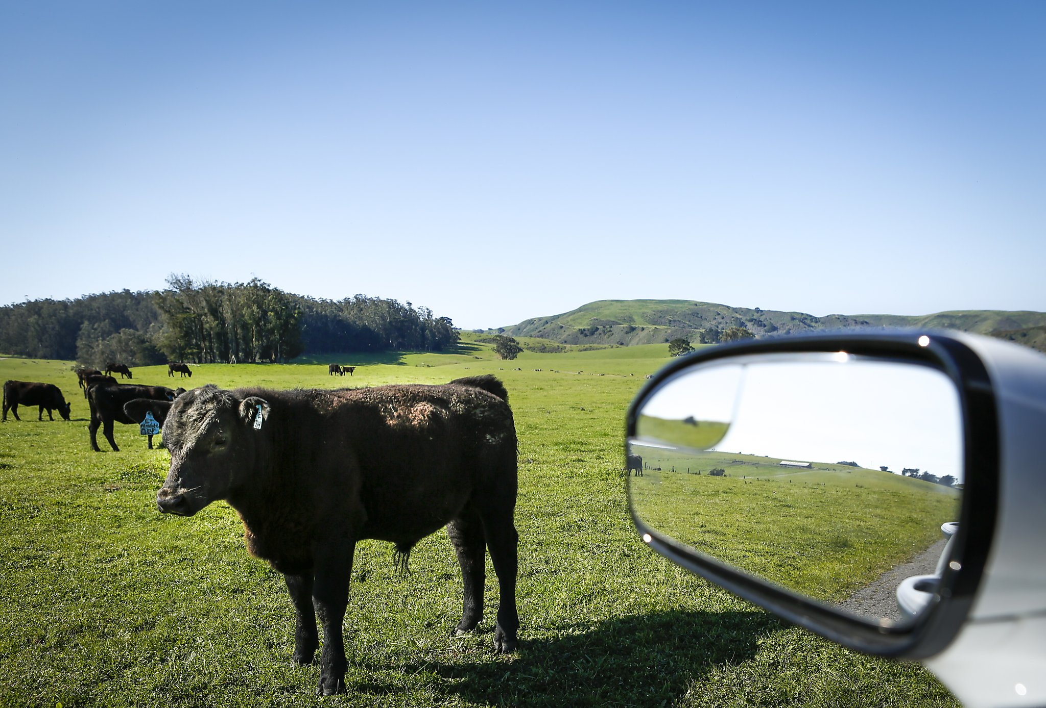 Thief shoots 3 cows, steals calf from rancher in Castro Valley