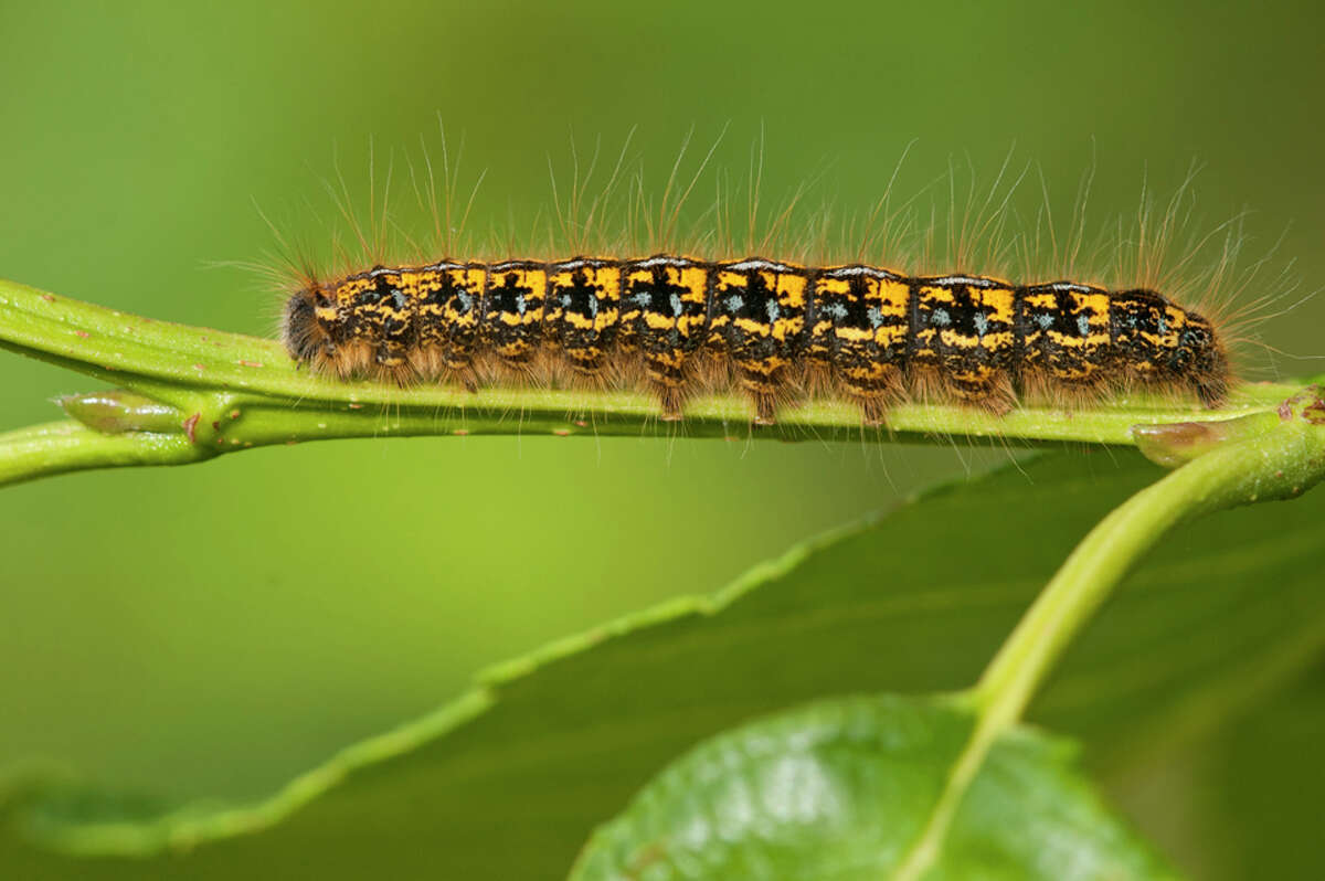 Tent caterpillar swarms causing power outages near Houston