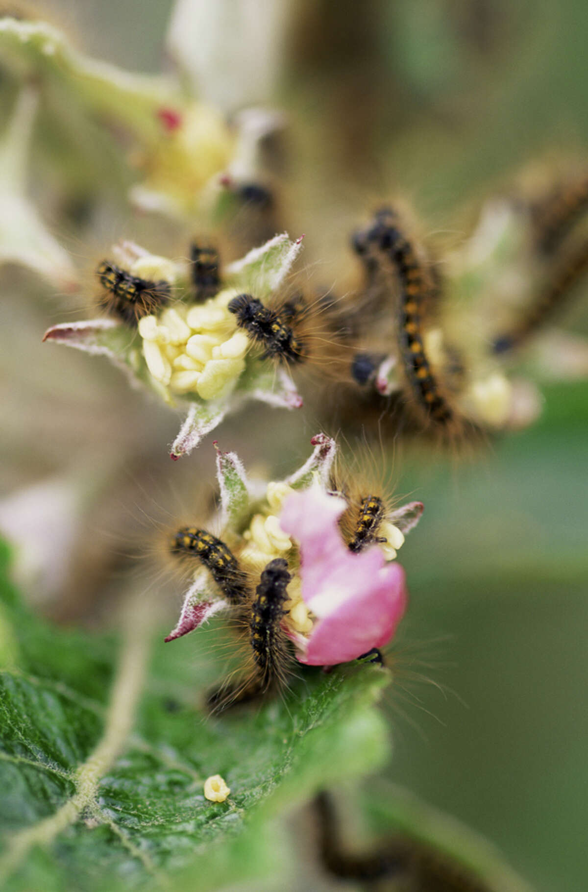 Tent caterpillar swarms causing power outages near Houston