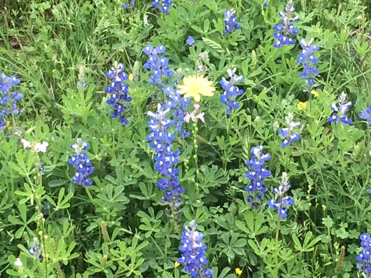 Incredibly beautiful, rare albino bluebonnets photographed in Texas ...