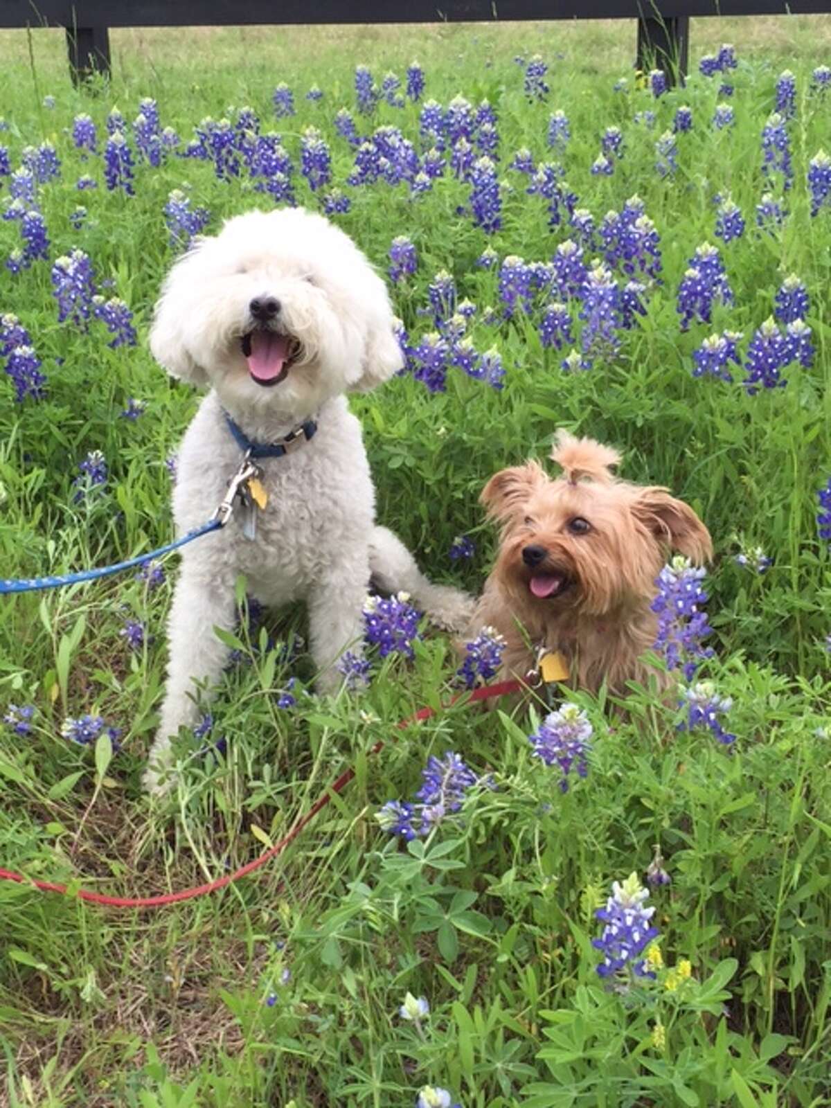 Incredibly beautiful, rare albino bluebonnets photographed in Texas ...