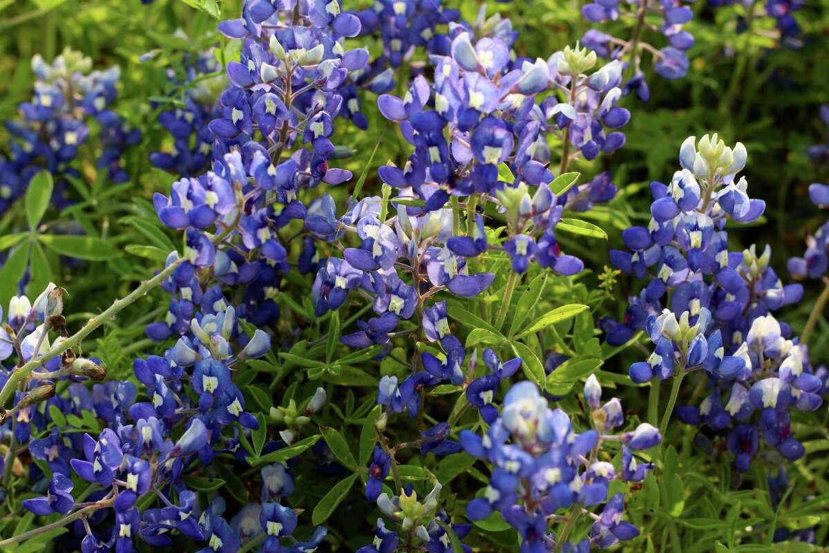 Incredibly beautiful, rare albino bluebonnets photographed in Texas ...