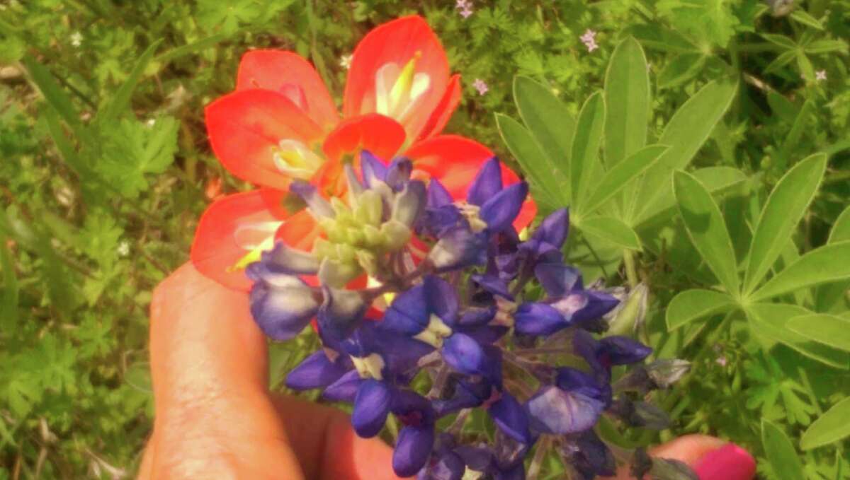 Incredibly beautiful, rare albino bluebonnets photographed in Texas ...