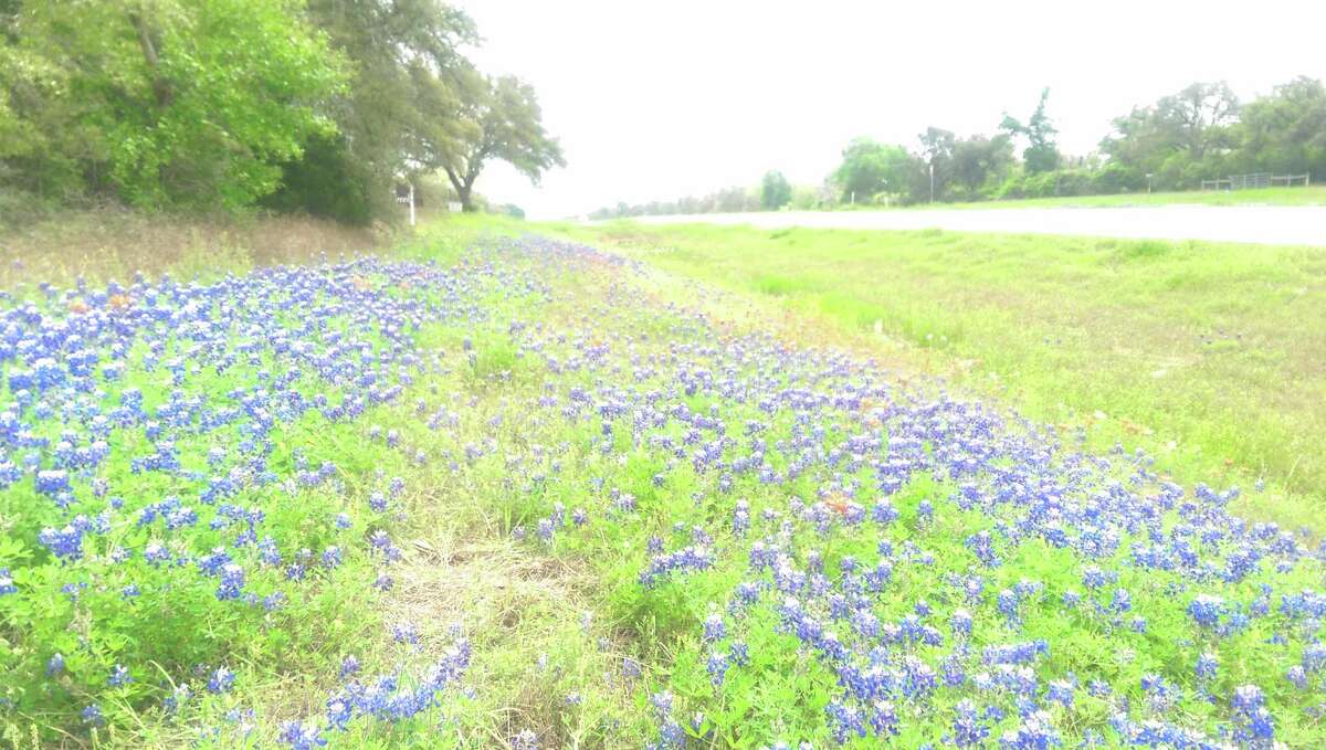 Incredibly beautiful, rare albino bluebonnets photographed in Texas ...