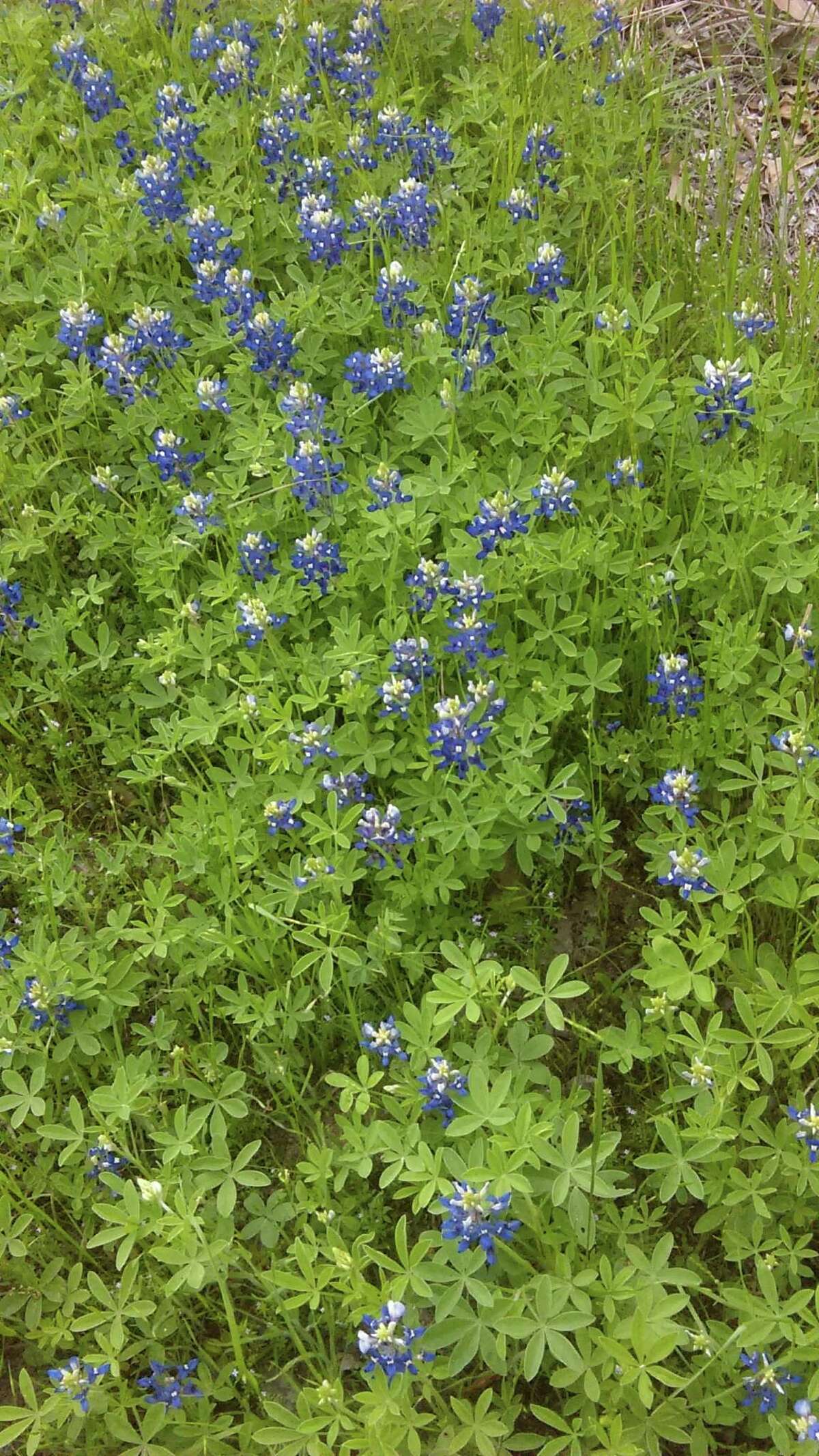 Incredibly beautiful, rare albino bluebonnets photographed in Texas ...