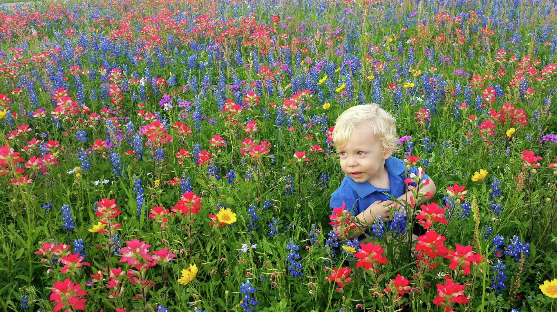 Incredibly beautiful, rare albino bluebonnets photographed in Texas ...