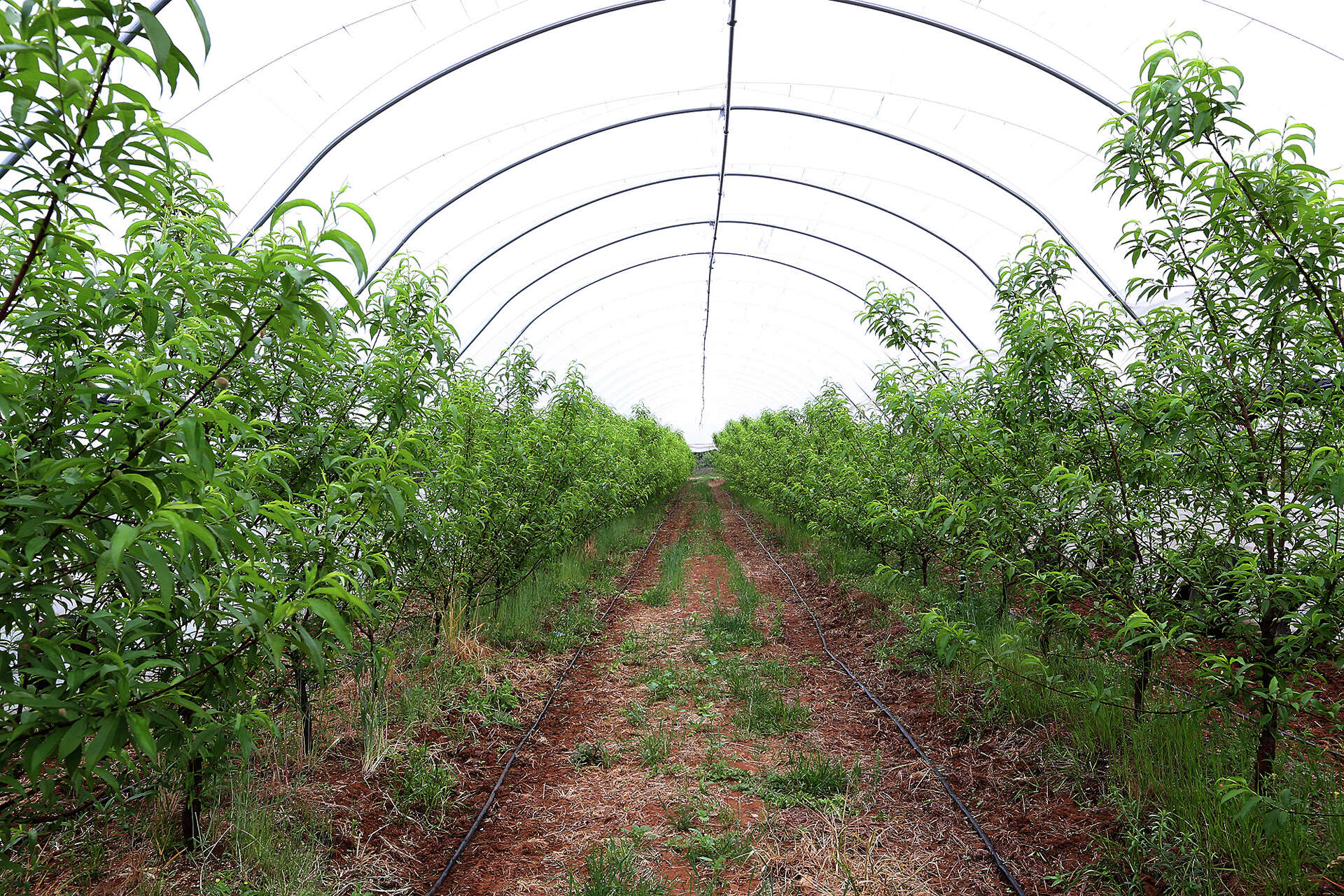 Outlook good for the Hill Country peach crop