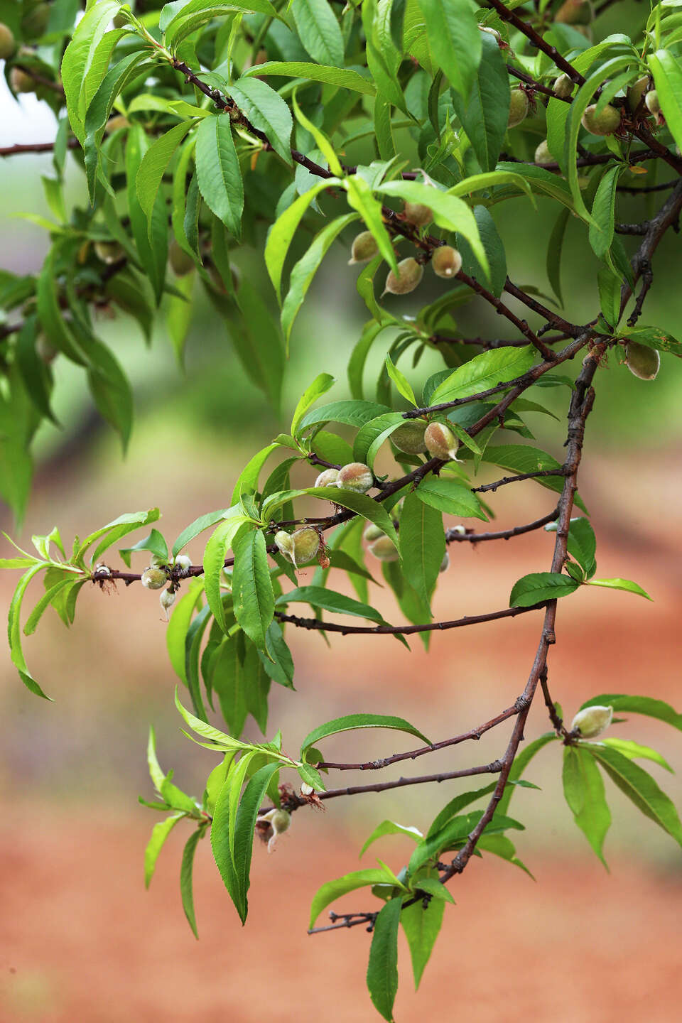 Outlook good for the Hill Country peach crop