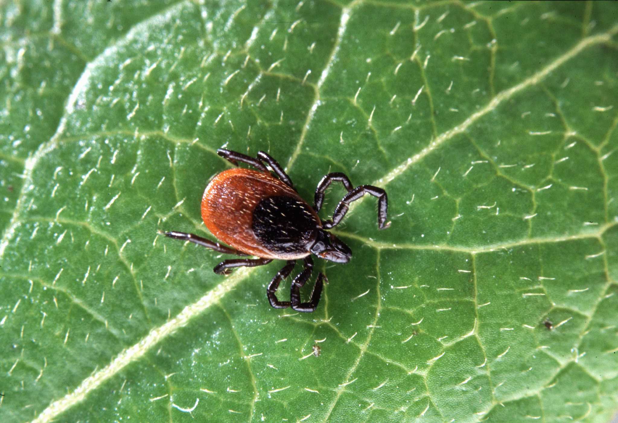 Another tick-borne disease popping up in Bridgeport