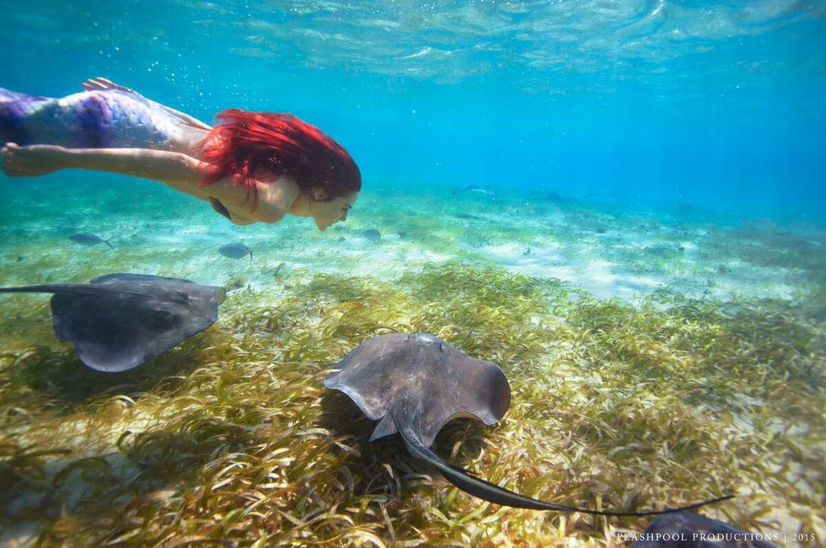 Pregnant Austin mermaid swims with sharks in the Great Barrier Reef of ...