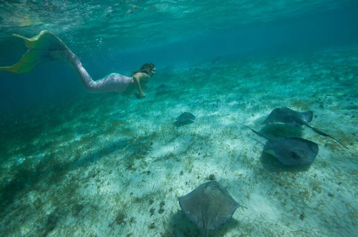 Pregnant Austin mermaid swims with sharks in the Great Barrier Reef of ...