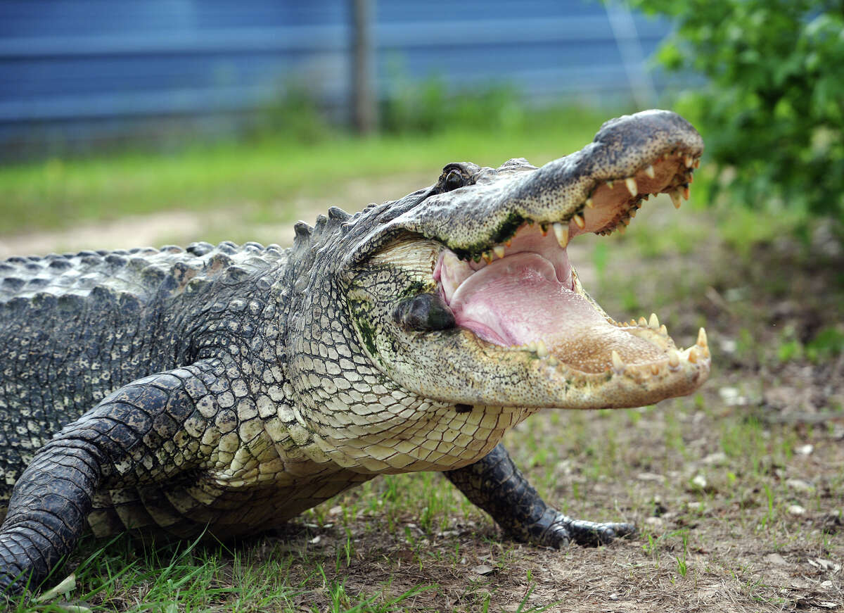 Gator Country's Big Al has another take on Groundhog Day