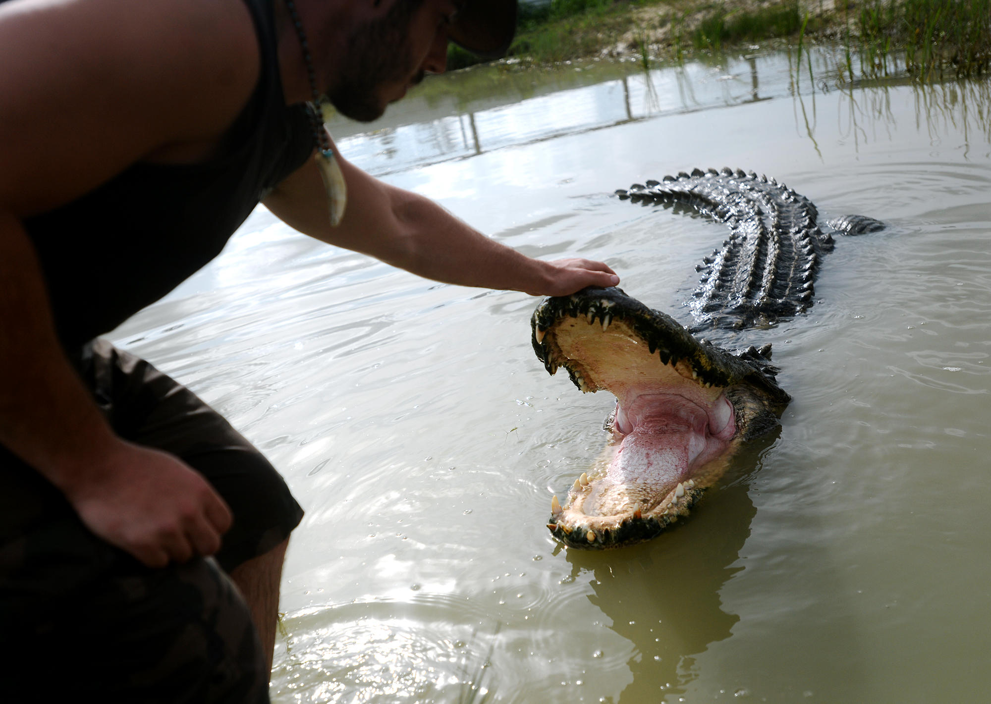 Monster gator has a new home