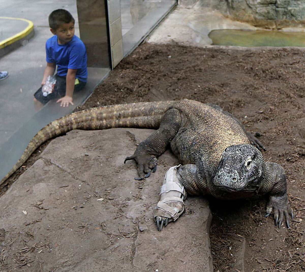 Baylor faculty members saddened by loss of Houston Zoo's Komodo dragon