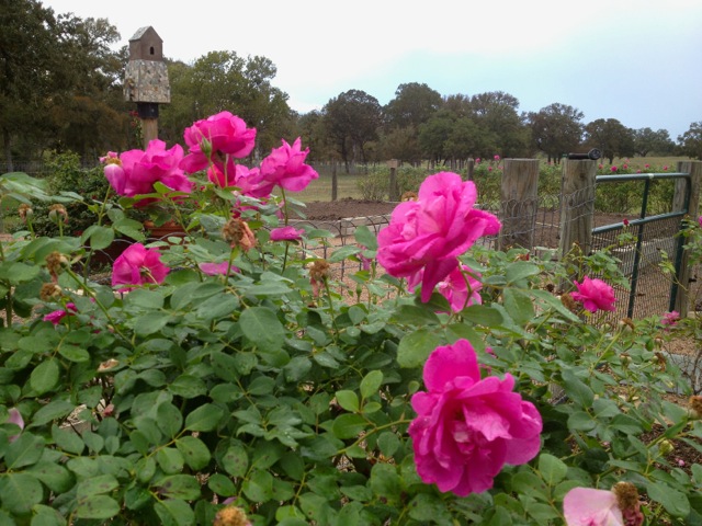 'Thomas Affleck' is a natural for Texas rose lovers