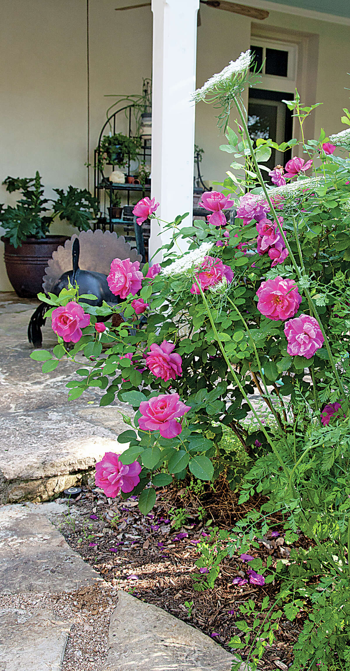 'Thomas Affleck' is a natural for Texas rose lovers