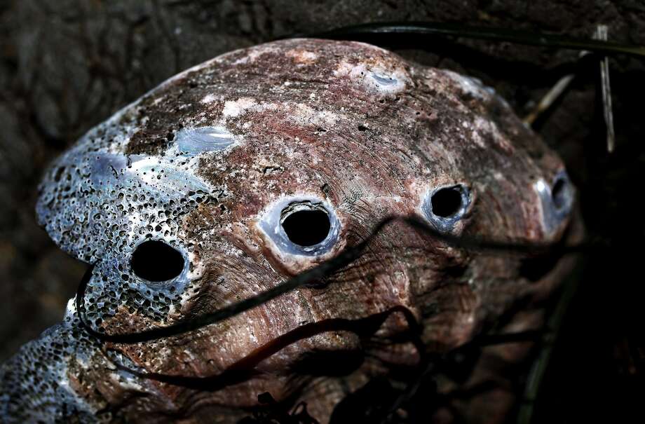 Abalone diver from Oakland missing off Mendocino County coast - SFGate