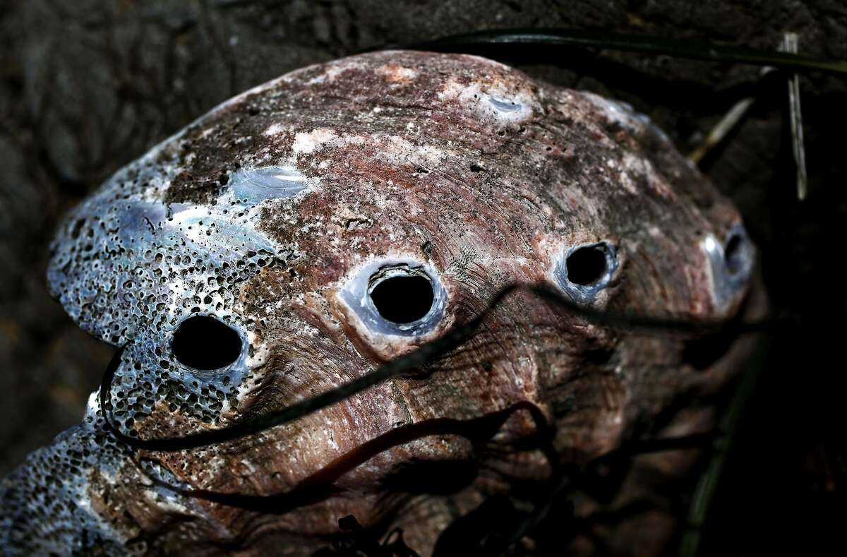 Abalone diver from Oakland missing off Mendocino County coast