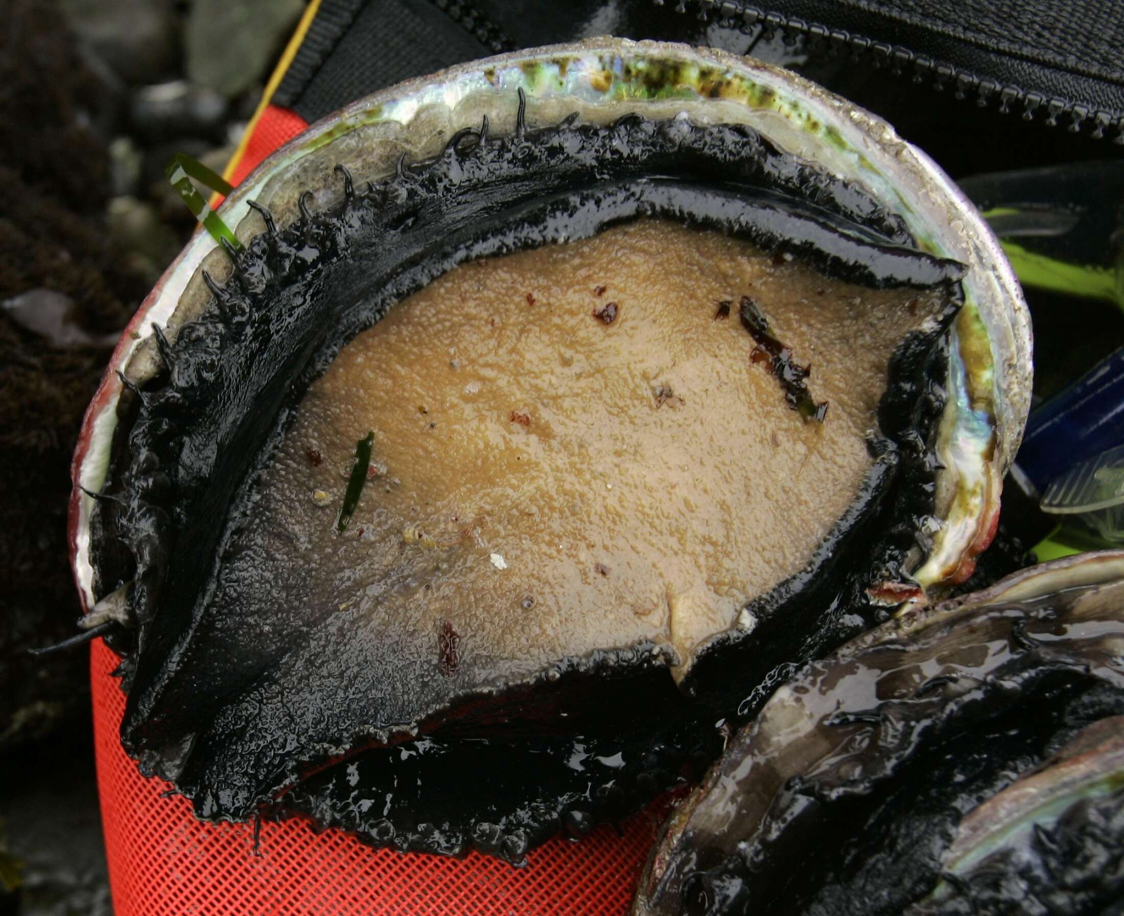 Abalone diver from Oakland missing off Mendocino County coast