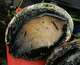 Abalone diver from Oakland missing off Mendocino County coast