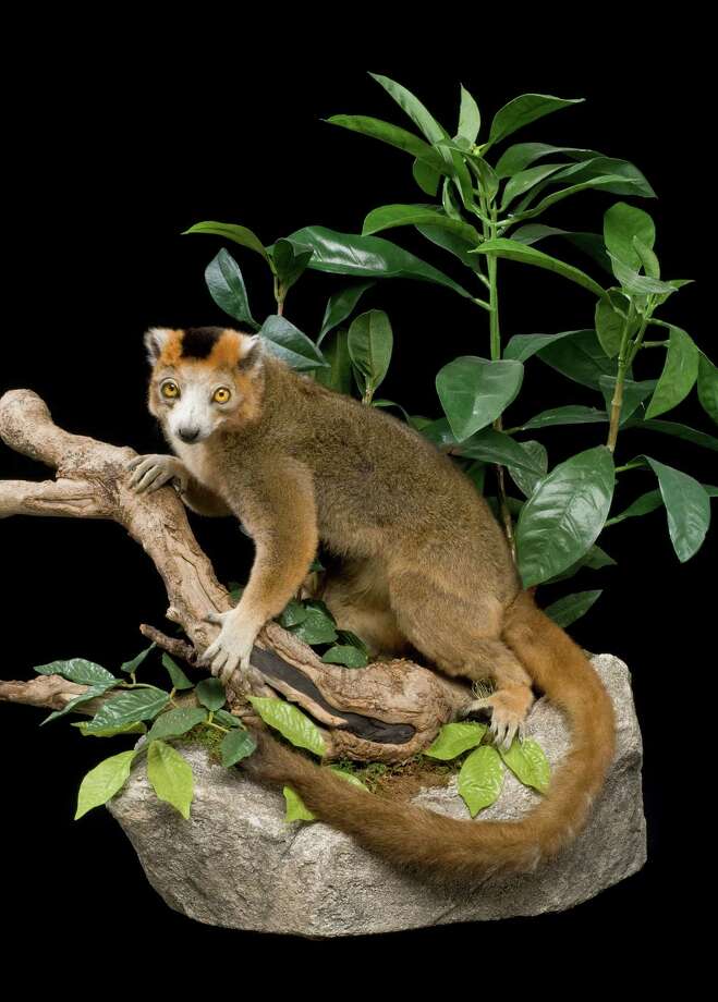 Bruce Museum welcomes Madagascar's extinct and present-day marvels ...