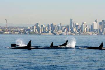 Skylines of Seattle through the years