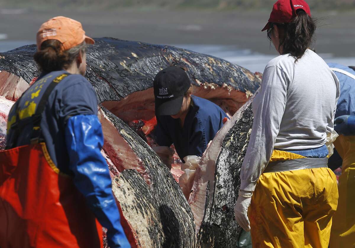 Beached sperm whale becomes pungent science lab in Pacifica