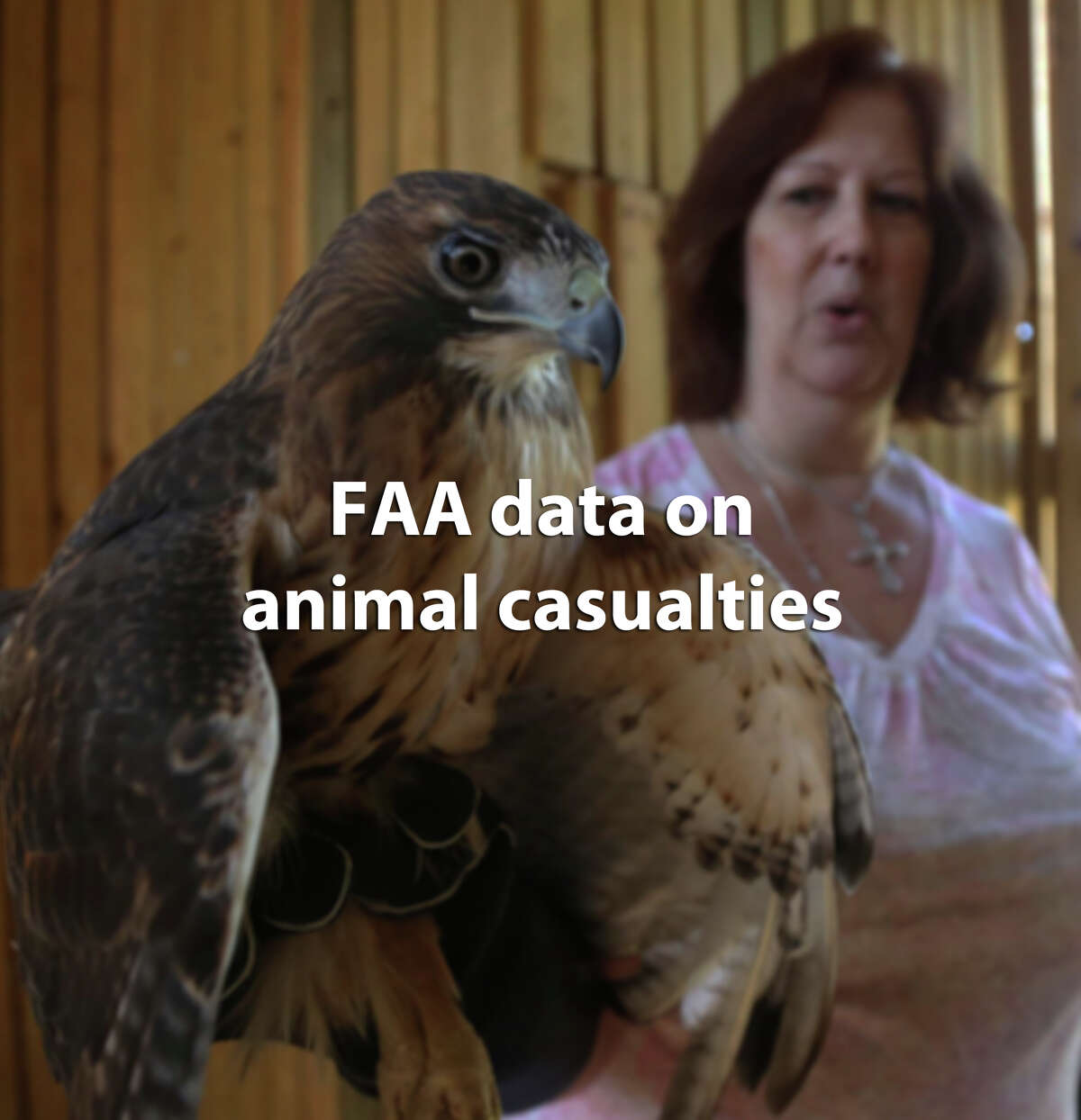 FAA's 'Wildlife strike' database reveals data on animal-plane collisions