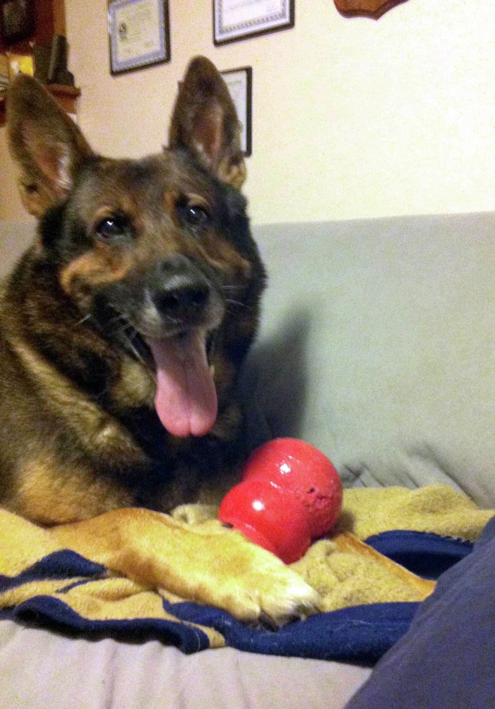K-9 Officer Zeus honored with last ride through Ridgefield