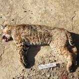 Mapping roadkill hot spots across a bloody state - SFGate