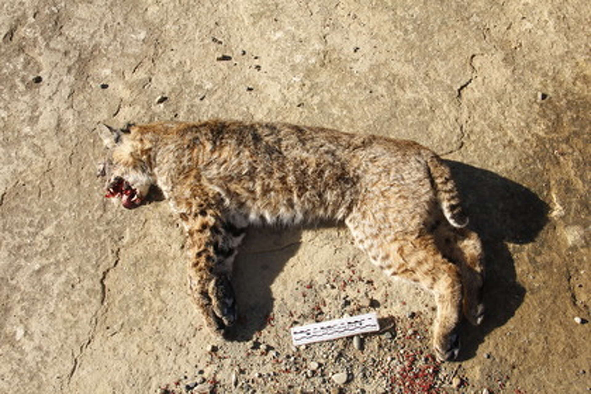 Mapping roadkill hot spots across a bloody state
