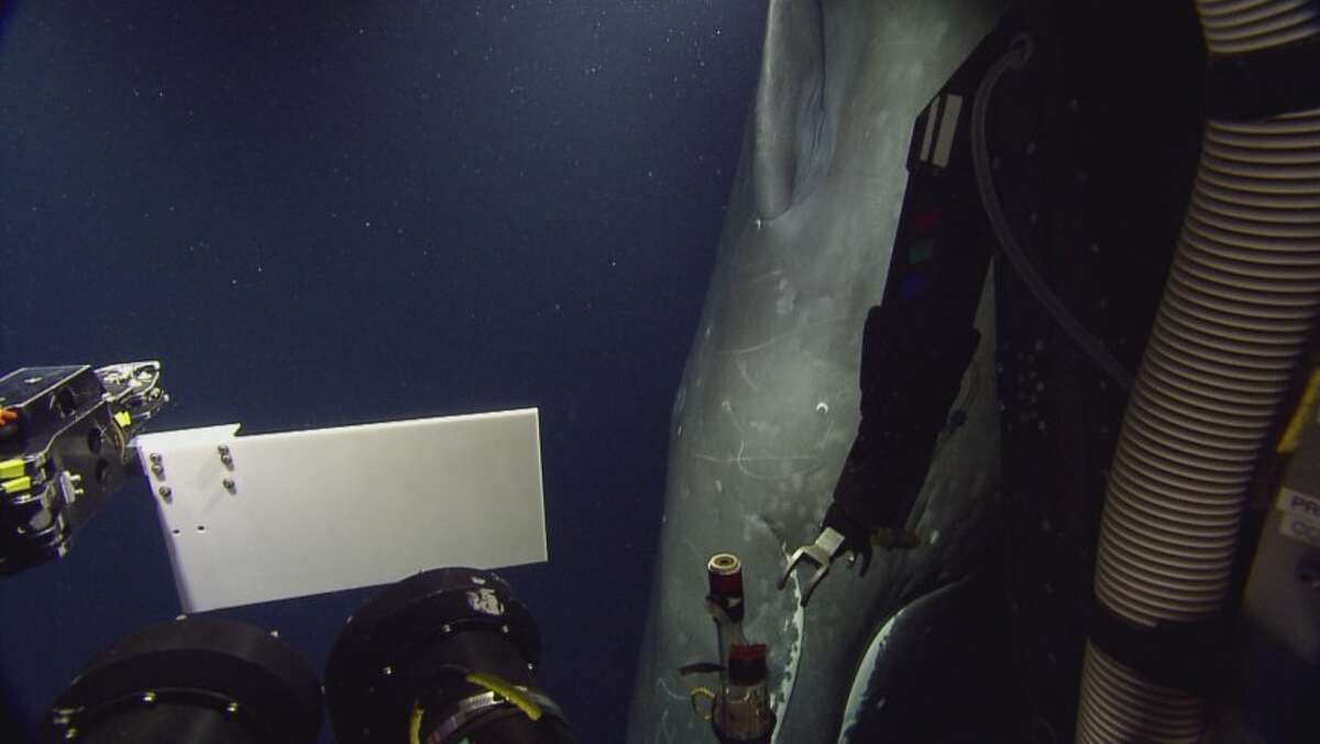 Video: What is a Whale Fall? Here's a whale graveyard found in SoCal