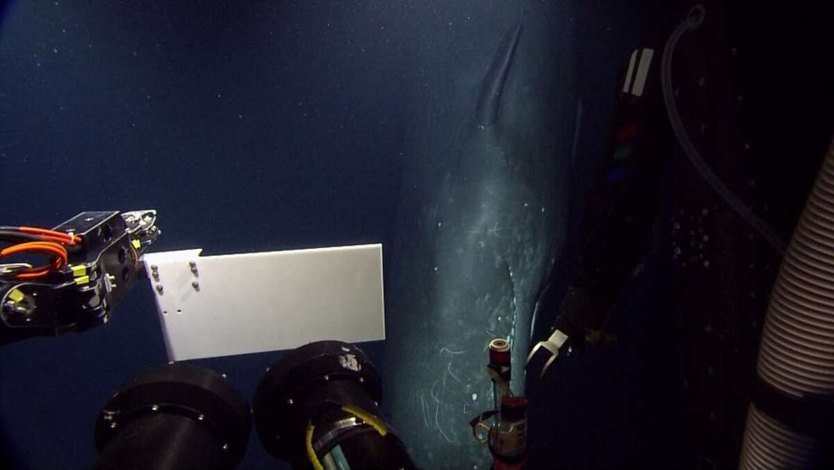 Rare sperm whale caught on tape by Gulf researchers aboard Nautilus