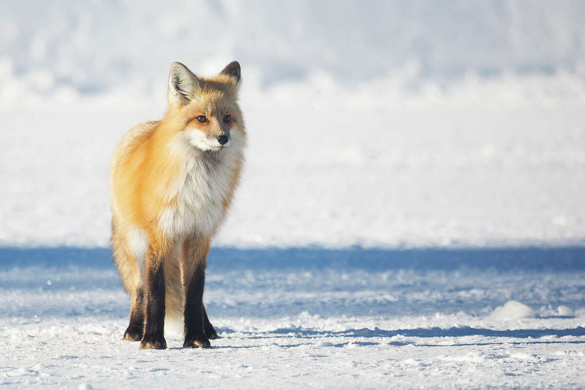 Bison at Iowa wildlife refuge survives lightning strike