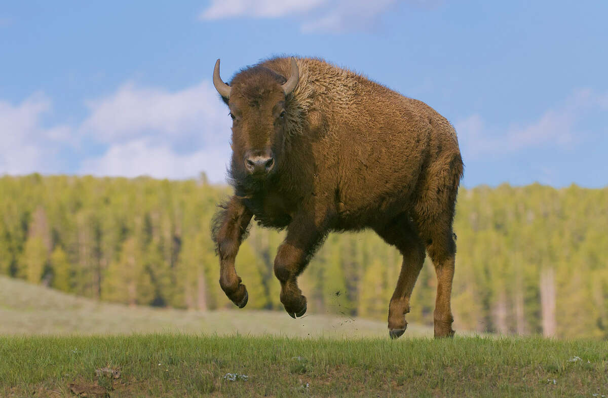 Bison at Iowa wildlife refuge survives lightning strike