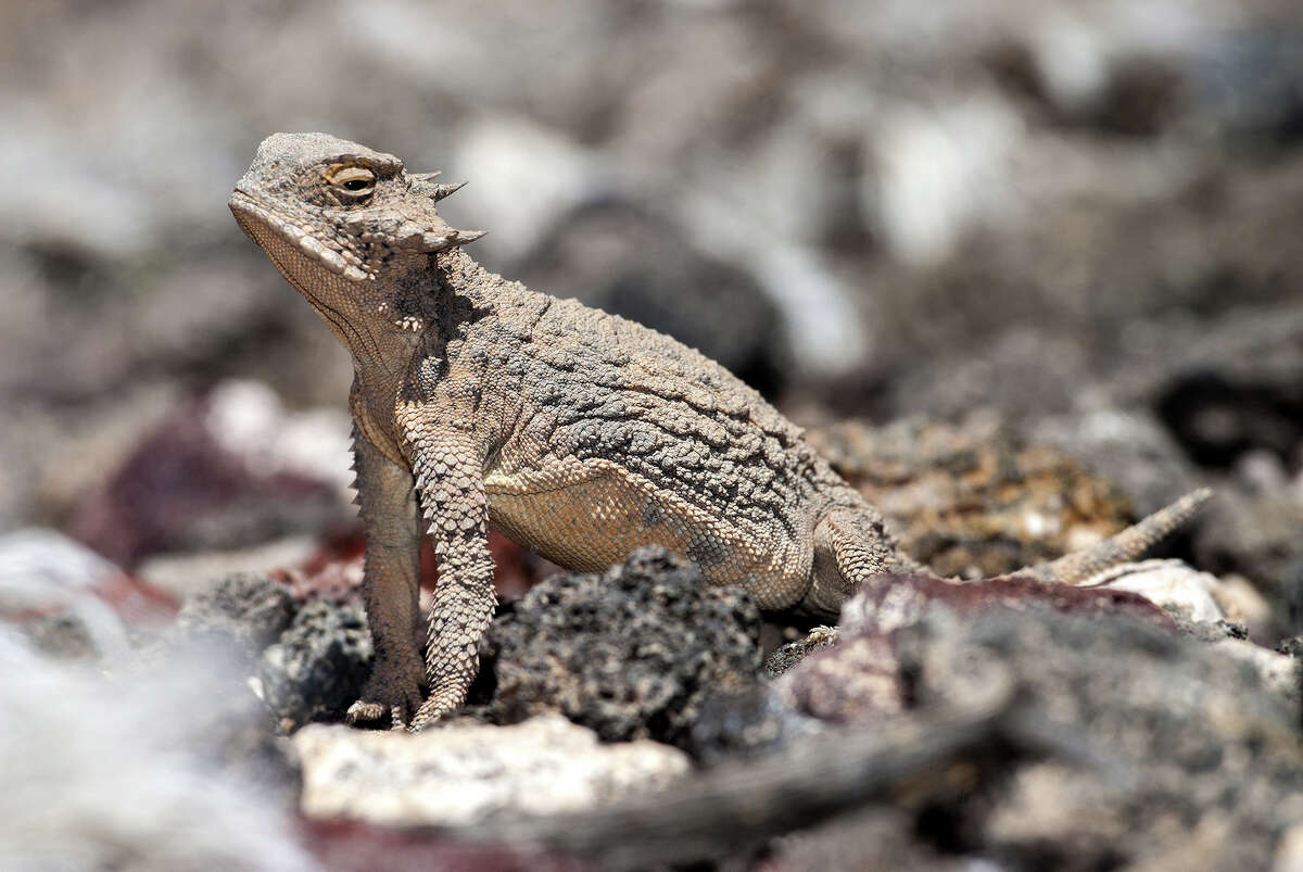 Bison at Iowa wildlife refuge survives lightning strike